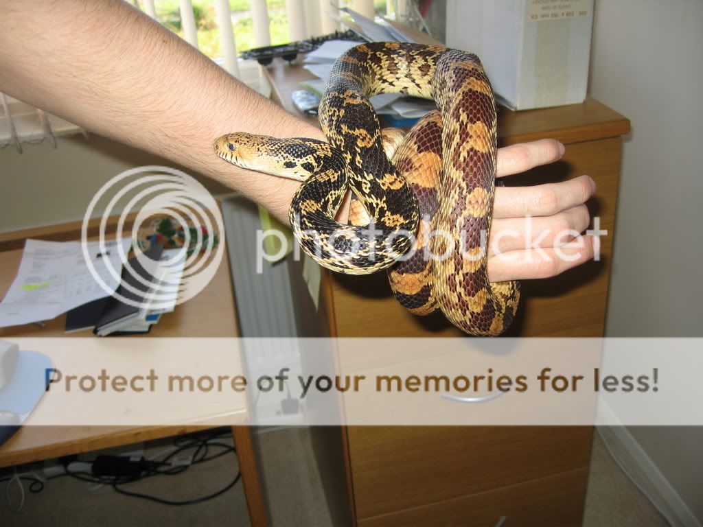 Adult Male Bull Snake | Reptile Forums