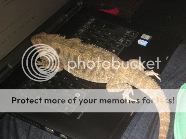 Lizard sleeping positions | Page 3 | Reptile Forums