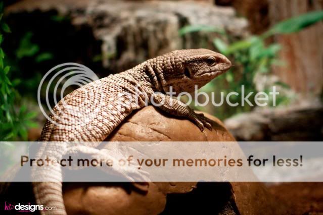 Bosc monitor comparison thread | Page 3 | Reptile Forums