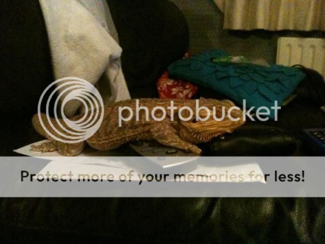 Lizard sleeping positions | Page 3 | Reptile Forums